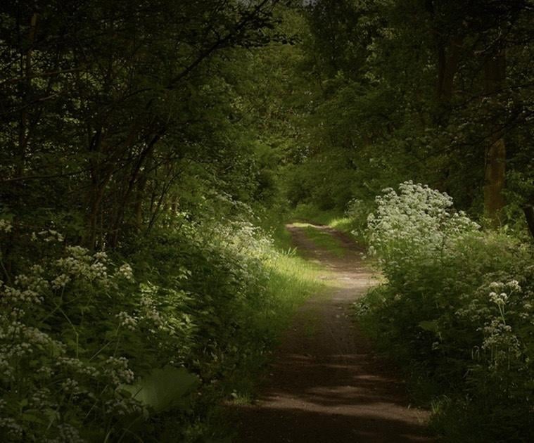 Dîner en forêt du 31 juillet | Coffret cadeau en région Auvergne-Rhône ...